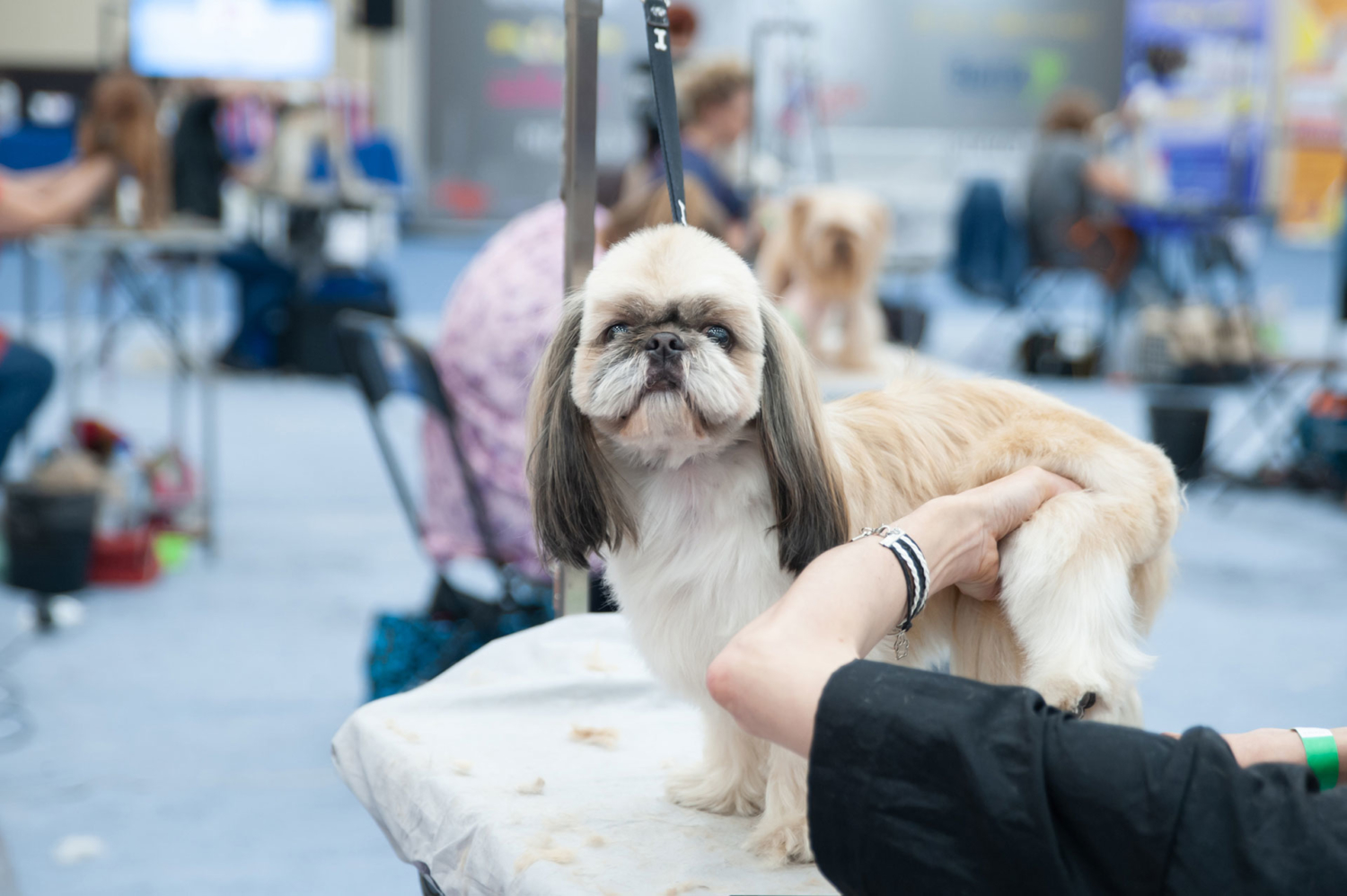 AAPPG – Australian Academy of Professional Pet Grooming