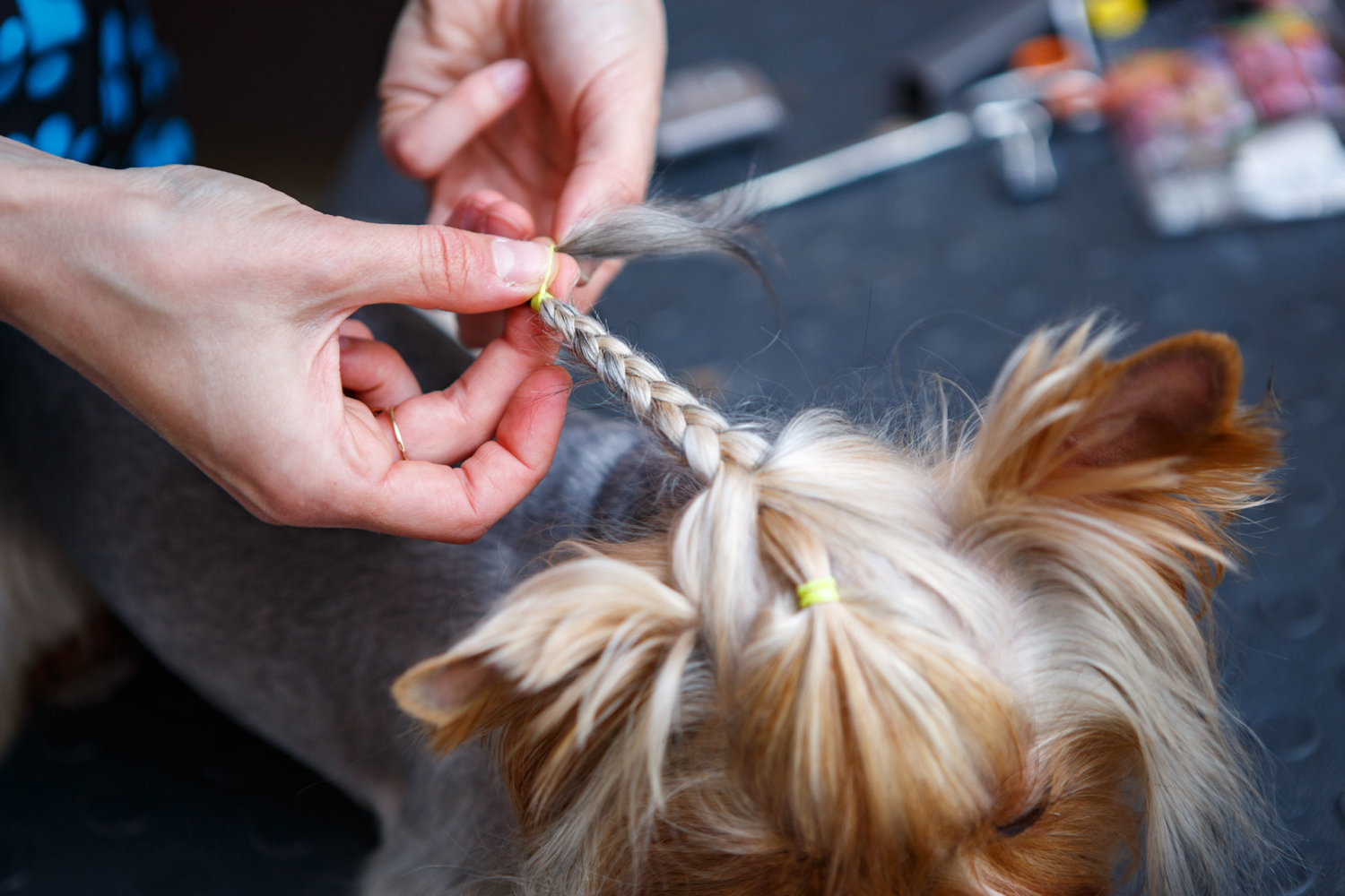 AAPPG – Australian Academy of Professional Pet Grooming