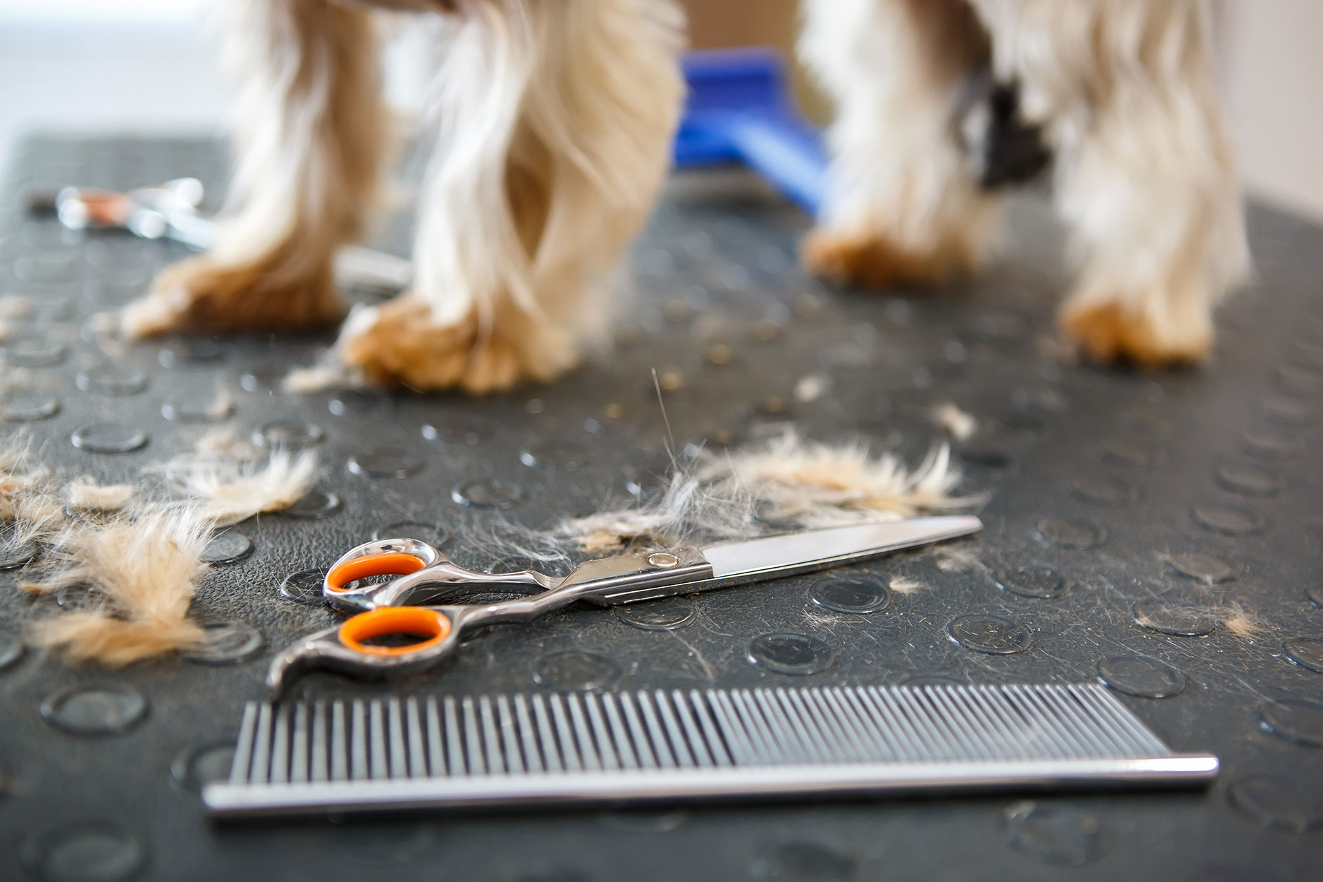 AAPPG – Australian Academy of Professional Pet Grooming