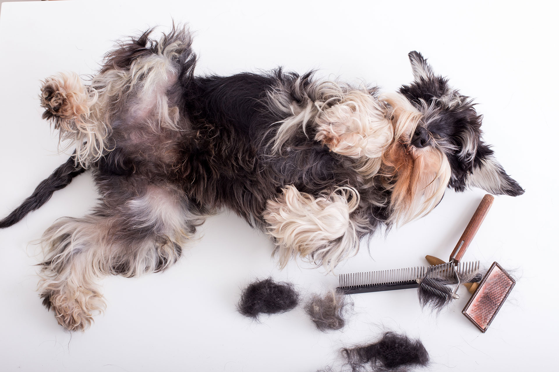 AAPPG – Australian Academy of Professional Pet Grooming