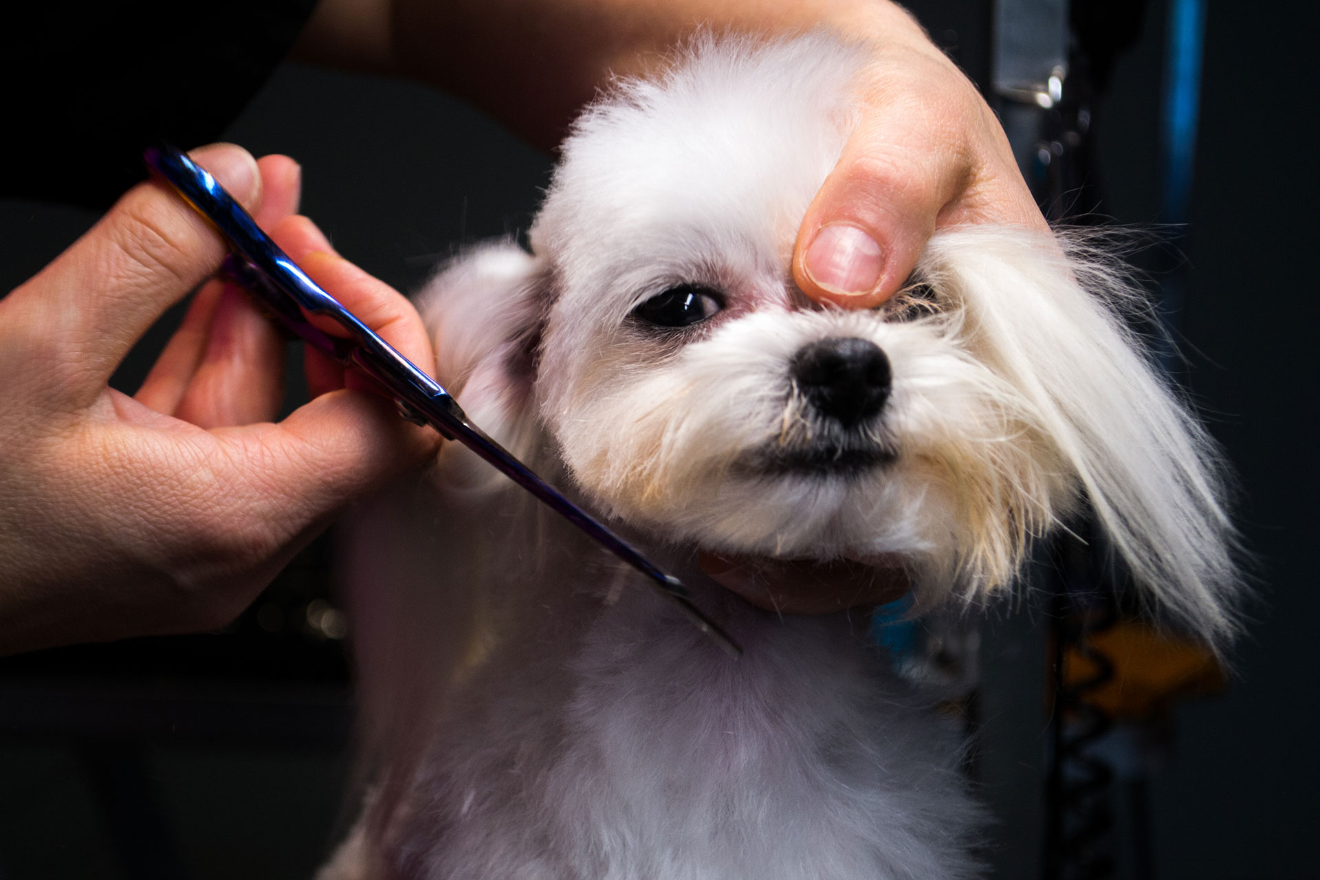 AAPPG – Australian Academy of Professional Pet Grooming