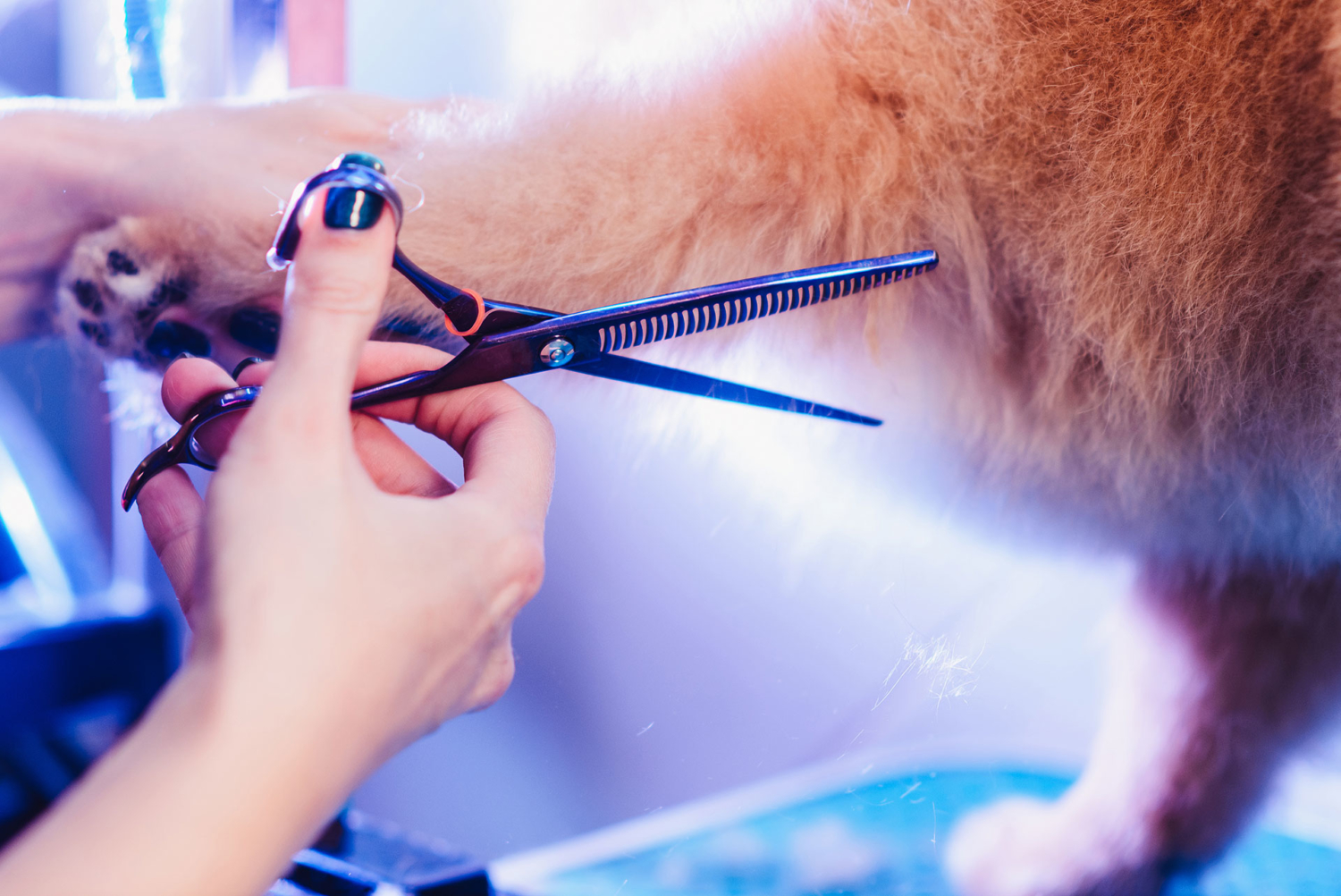 AAPPG – Australian Academy of Professional Pet Grooming